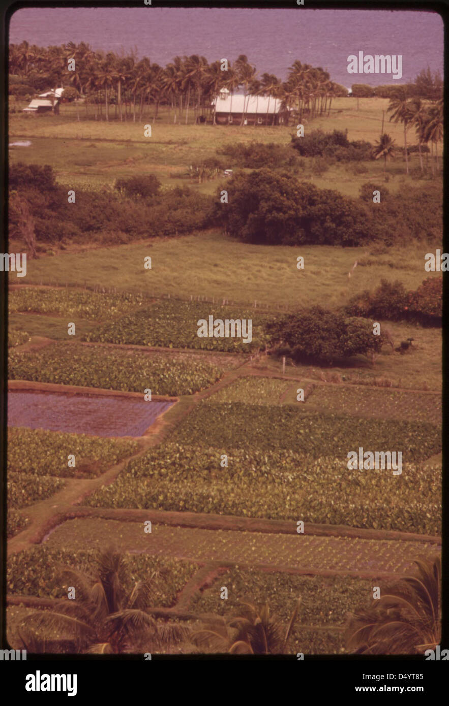 Taro patches hi-res stock photography and images - Alamy