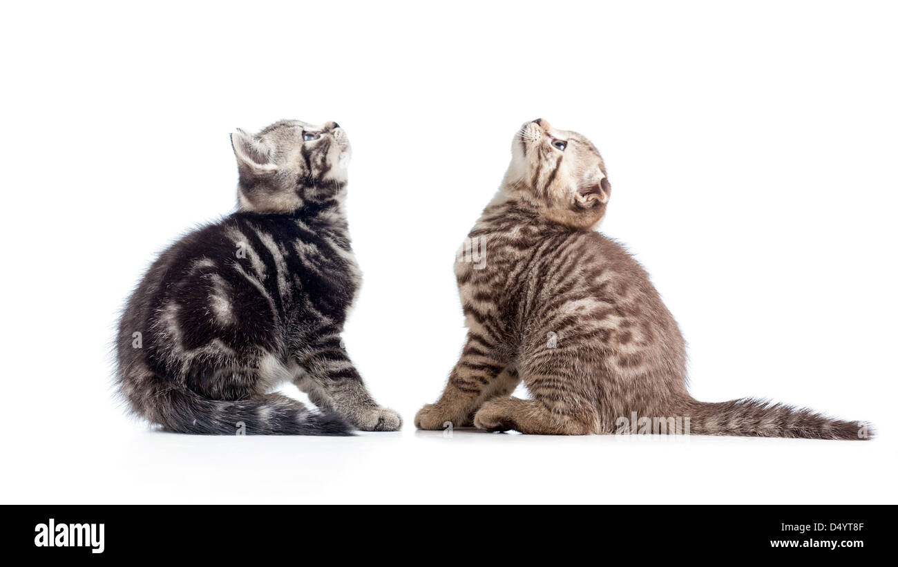 two kittens cats sitting opposite and looking up Stock Photo - Alamy