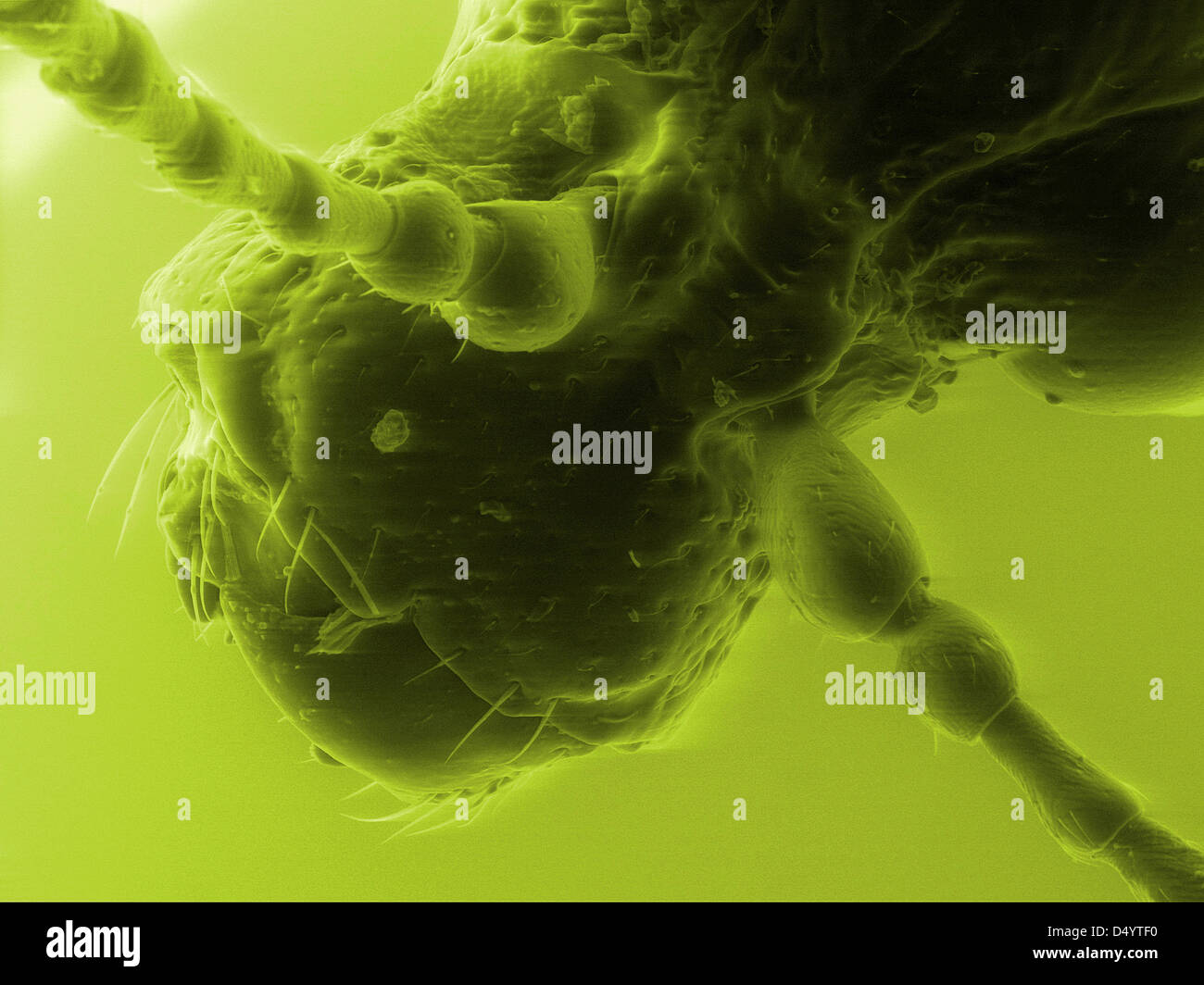 Nose and antenna of hazel leaf-roller weevil (Apoderus coryli ...