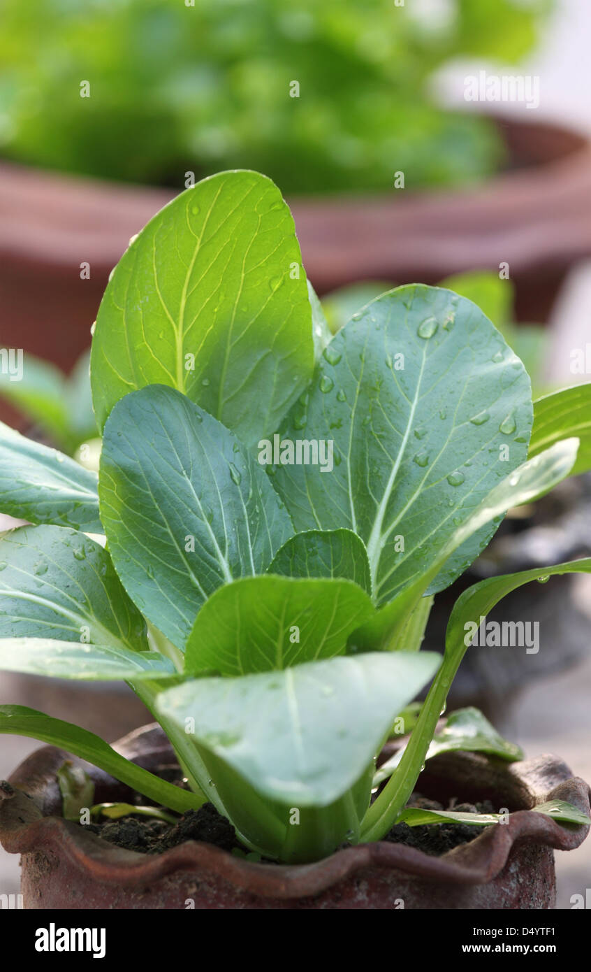 Bok Choy or Chinese cabbage Stock Photo - Alamy