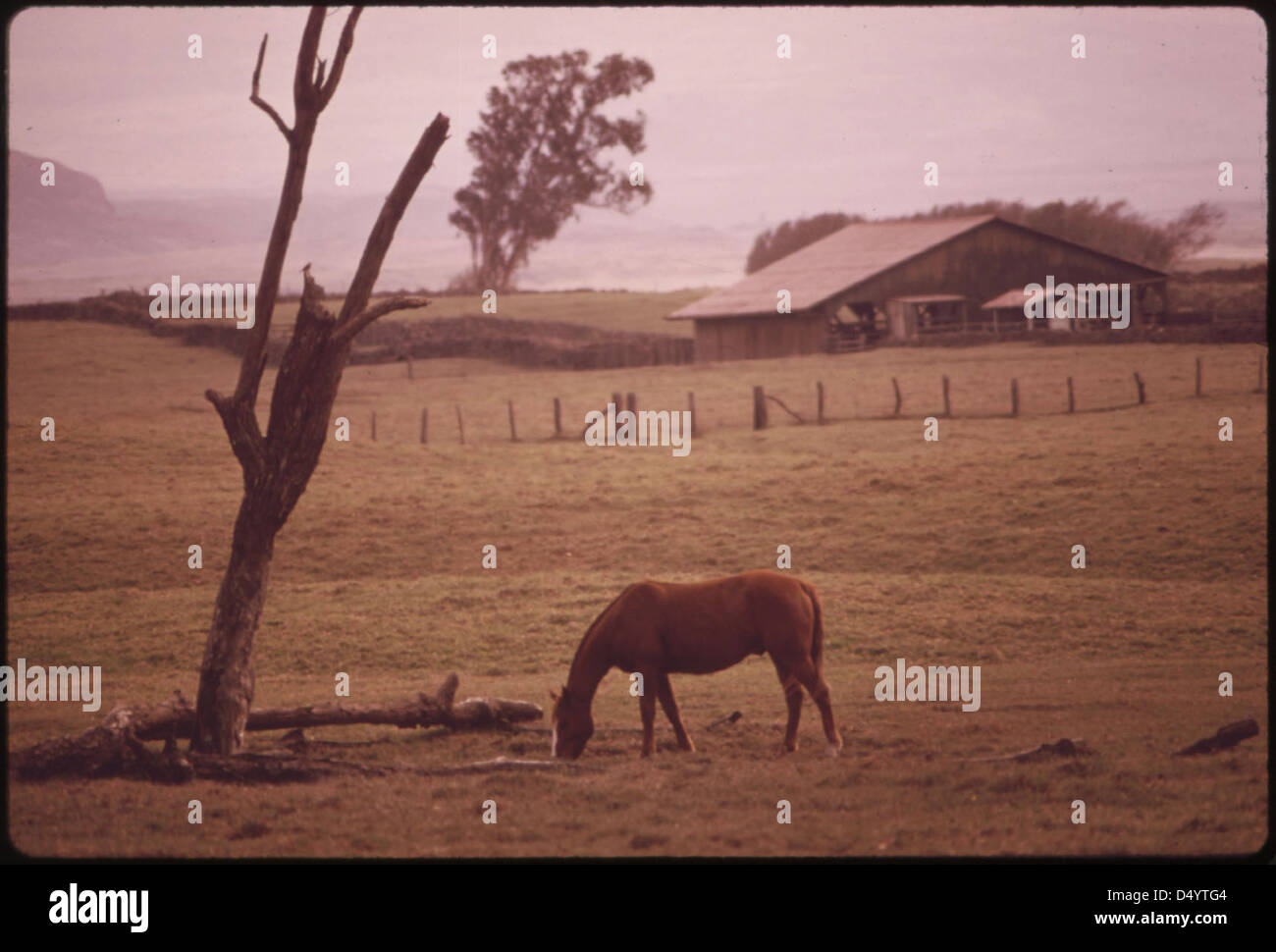 A photograph from November 1973 depicts a peaceful pasture, reflecting ...