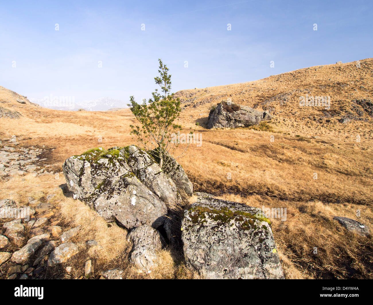 A Holly Tree growing in a split rock, the only tree in the area, as the ...