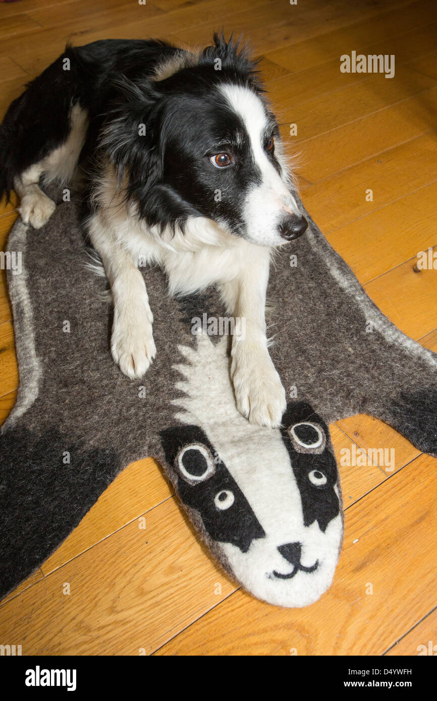 A Border Collie dog on a Badger rug Stock Photo - Alamy