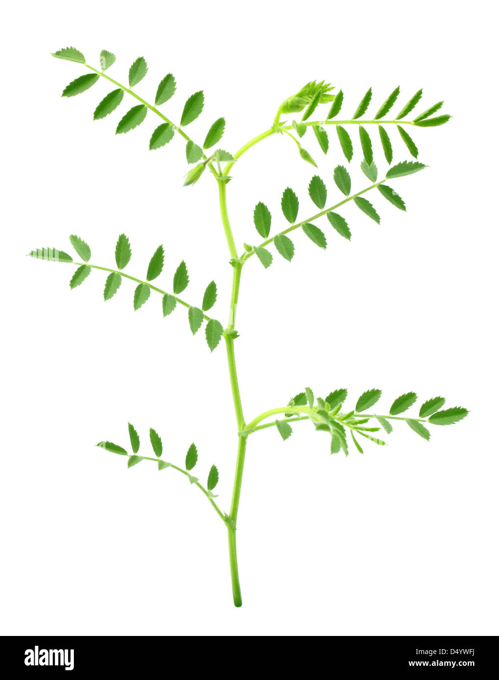 Chick-pea plant close up Stock Photo - Alamy