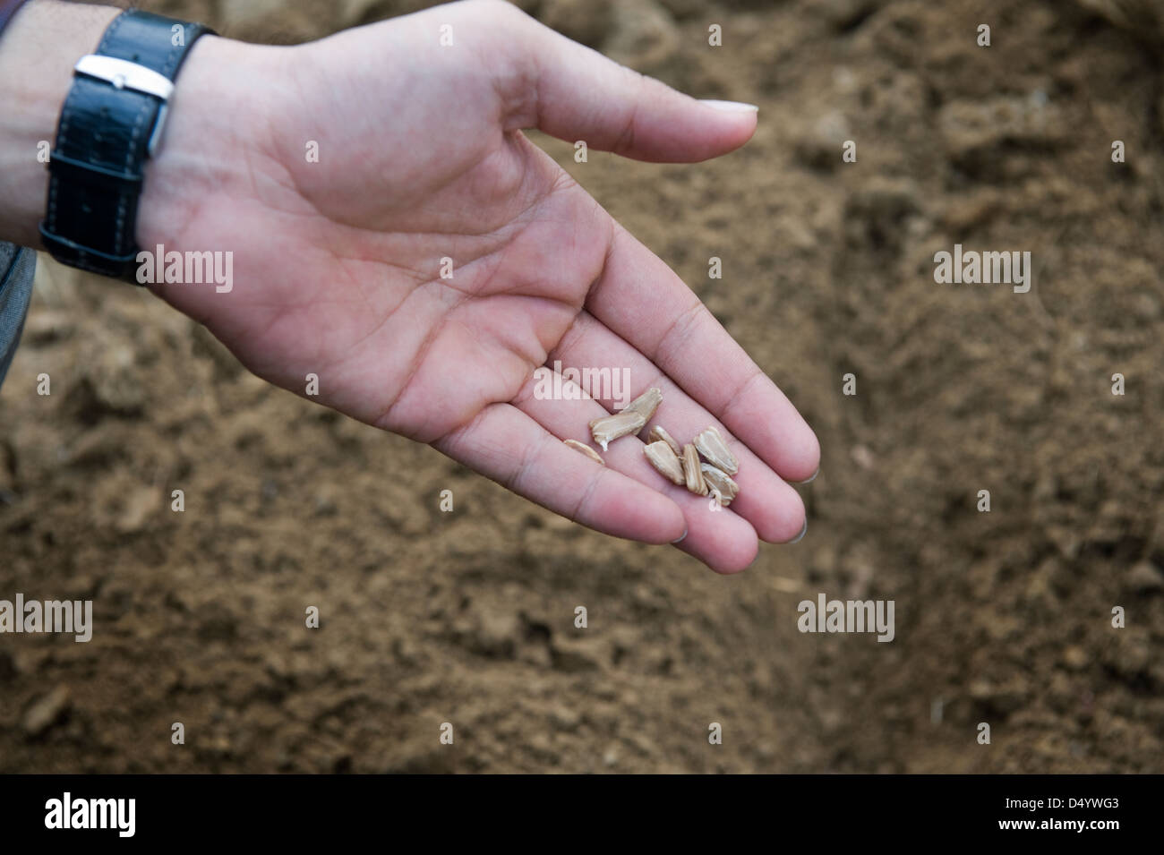 Human hand showing seeds Stock Photo - Alamy