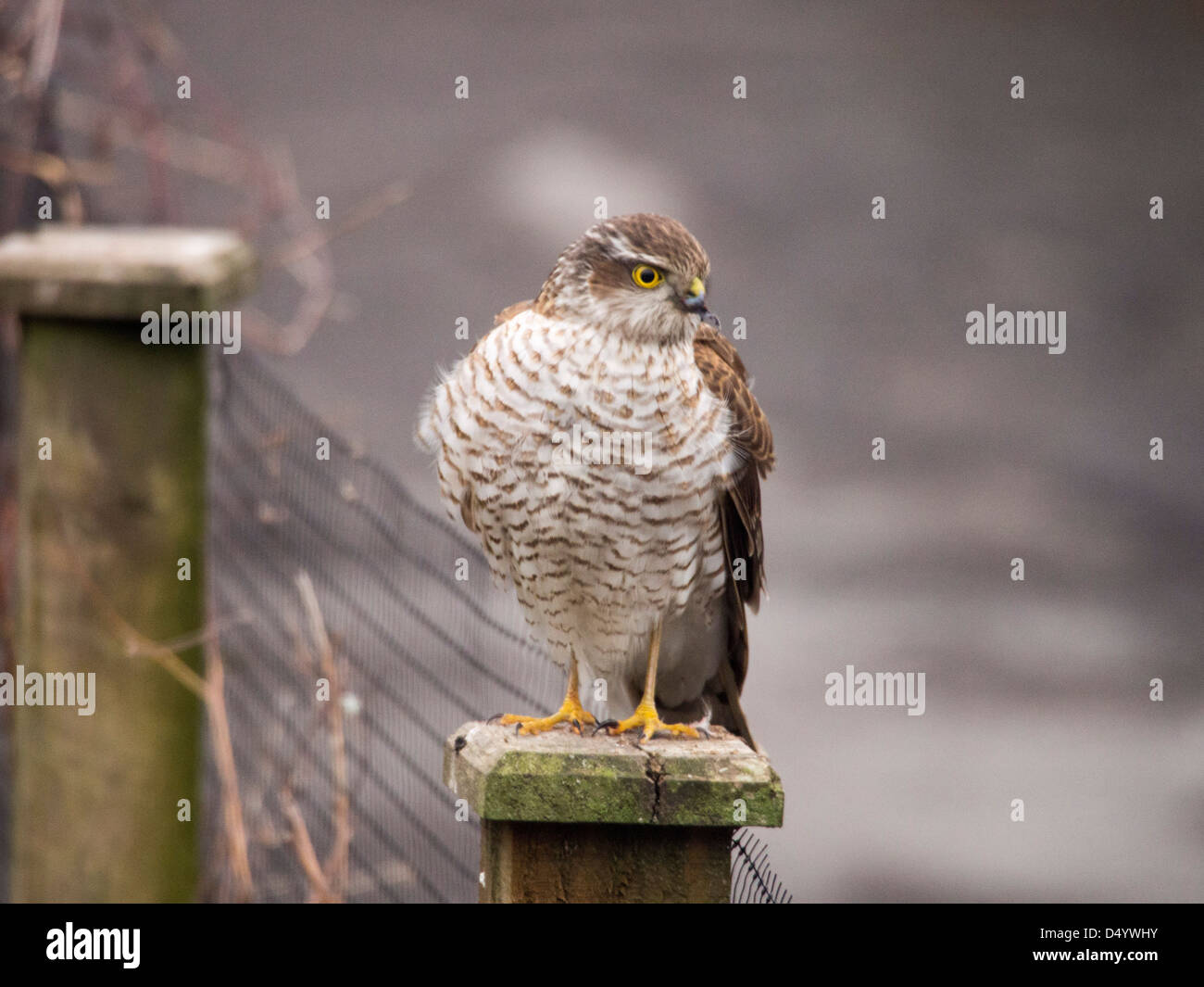 A female European Sparrowhawk, Ambleside, UK Stock Photo - Alamy