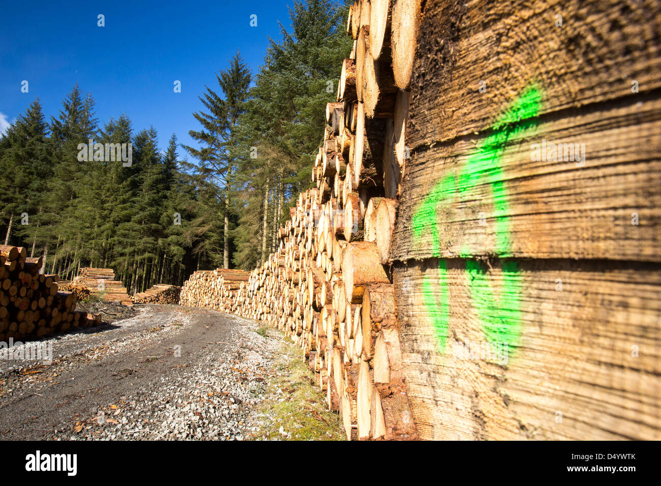 Trees cut down in Grizedale Forest, Lake District, UK Stock Photo - Alamy