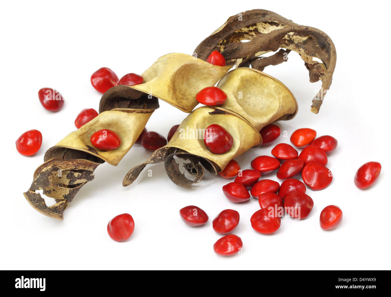 Sandal wood seeds hi-res stock photography and images - Alamy