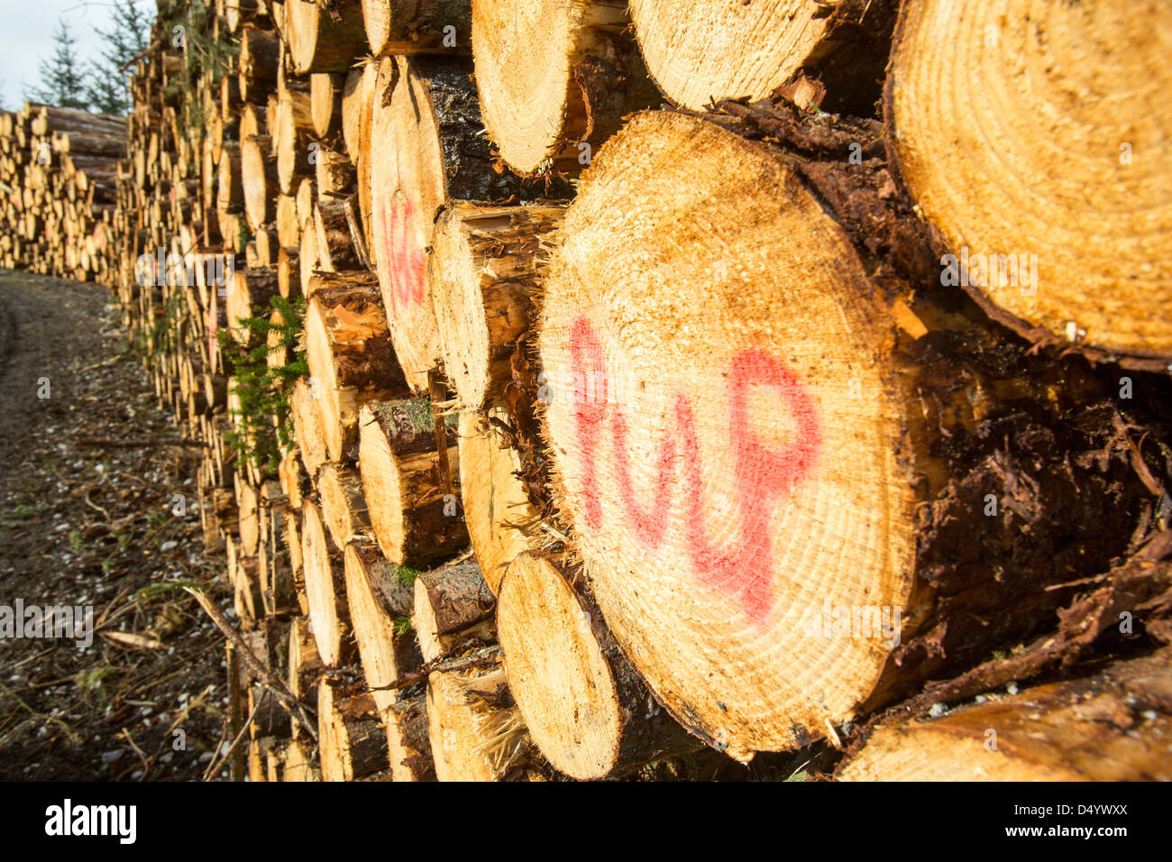 Trees cut down in Grizedale Forest, Lake District, UK Stock Photo - Alamy