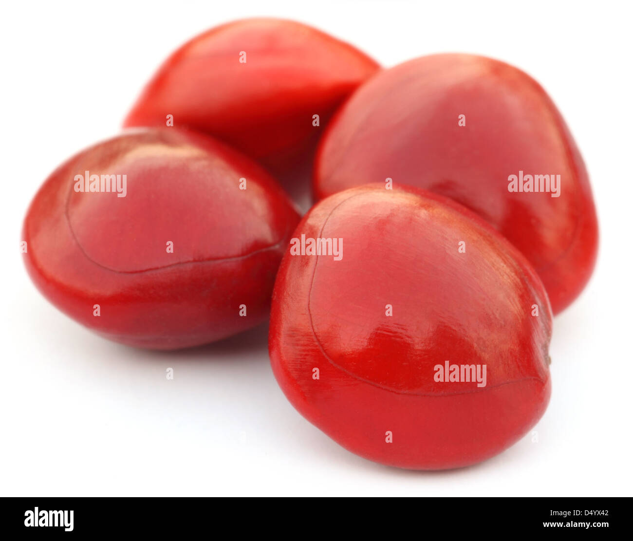 Sandal Wood Seeds High Resolution Stock Photography and Images - Alamy