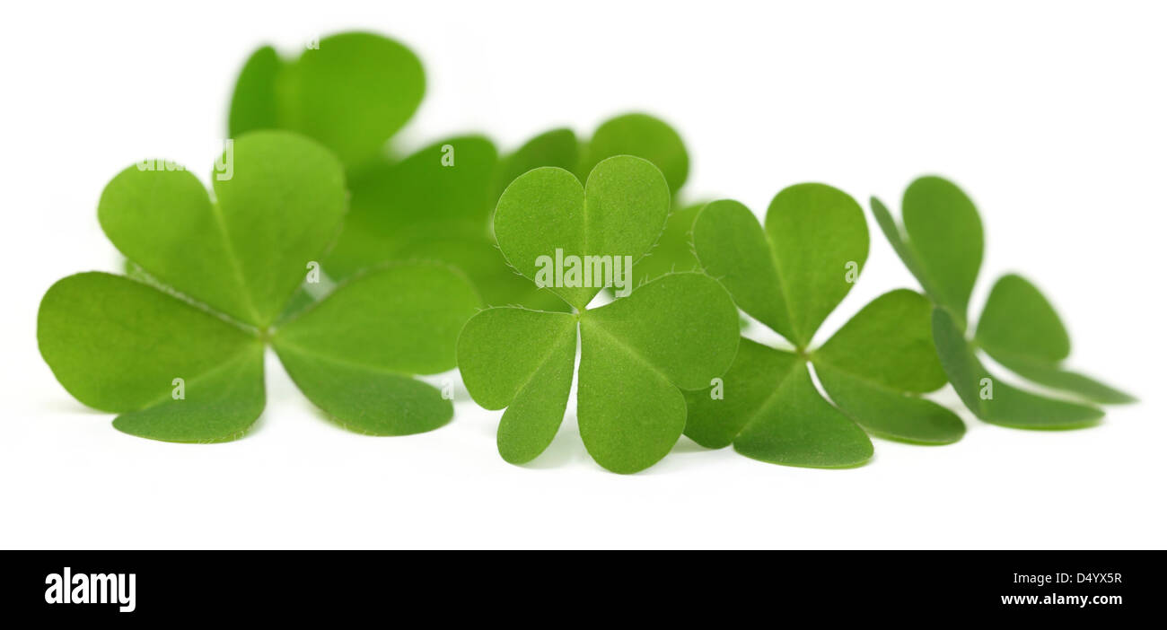Decorative clover plant over white background Stock Photo - Alamy