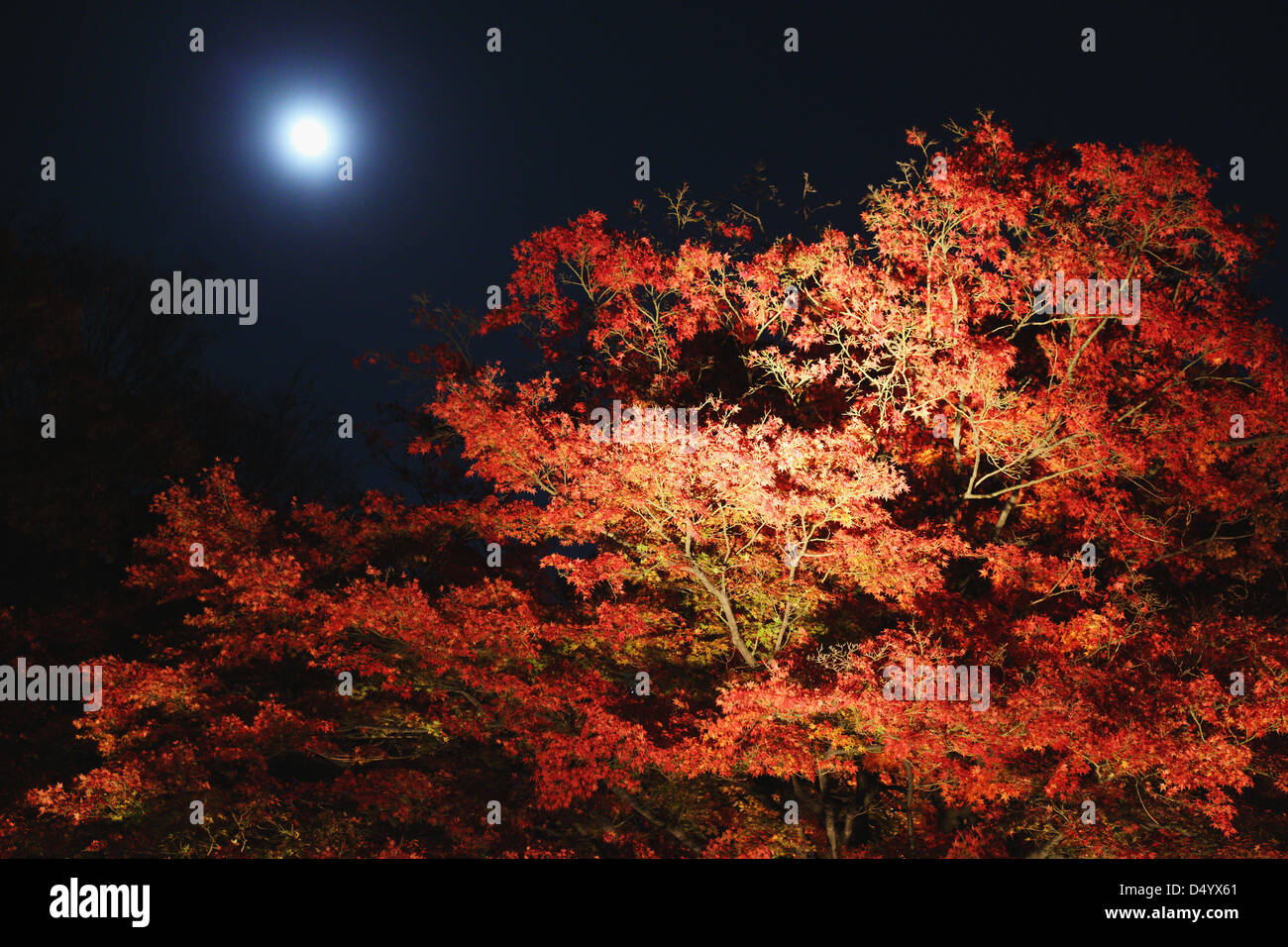 Rikugien garden hi-res stock photography and images - Alamy