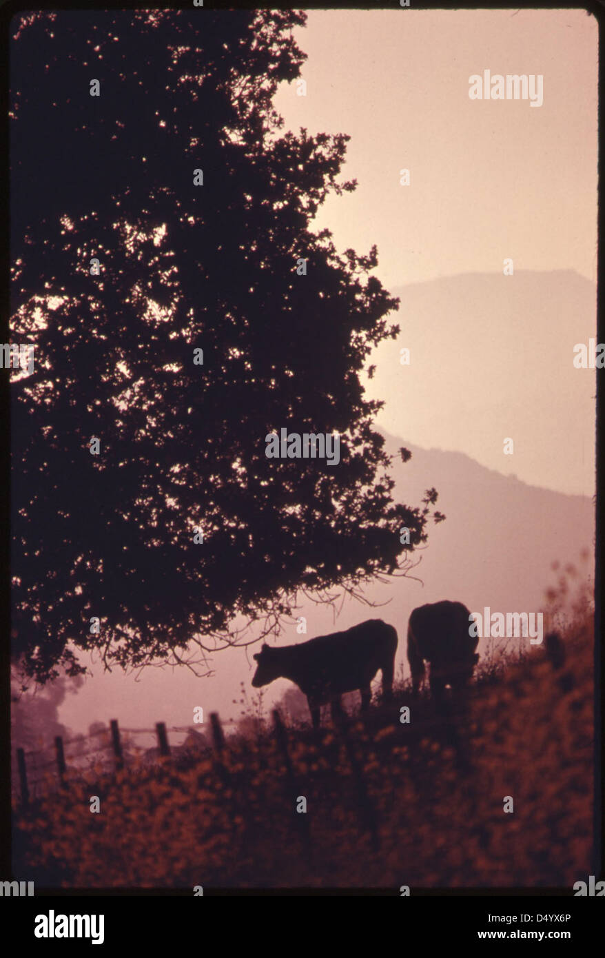 Bucolic scene along Mulholland Drive in the Santa Monica Mountains on ...