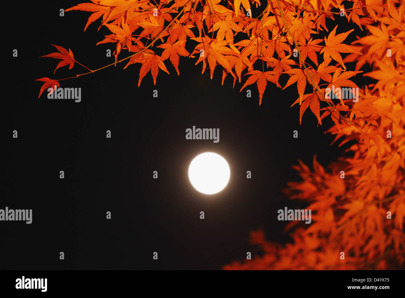 Red maple leaves and full moon Stock Photo - Alamy
