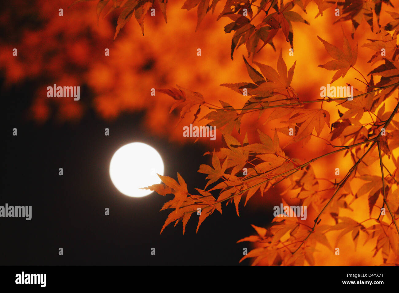 Red full moon maple hi-res stock photography and images - Alamy