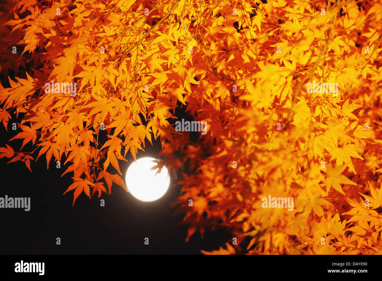 Full moon japanese maple hi-res stock photography and images - Alamy