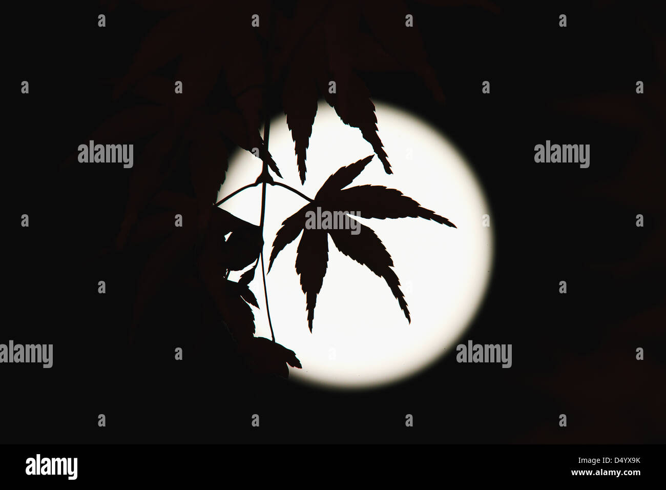 Maple leaves and full moon Stock Photo - Alamy