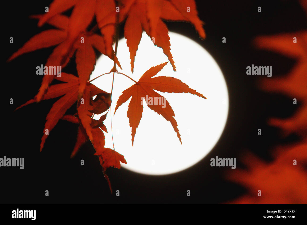 Full moon japanese maple hi-res stock photography and images - Alamy