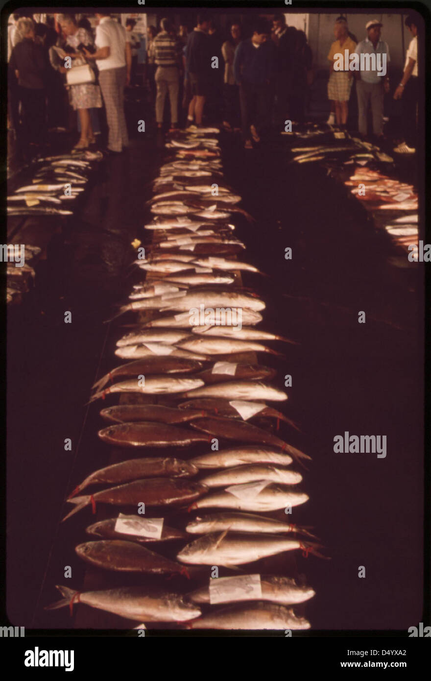 Fish auction is a daily event, November 1973 Stock Photo - Alamy