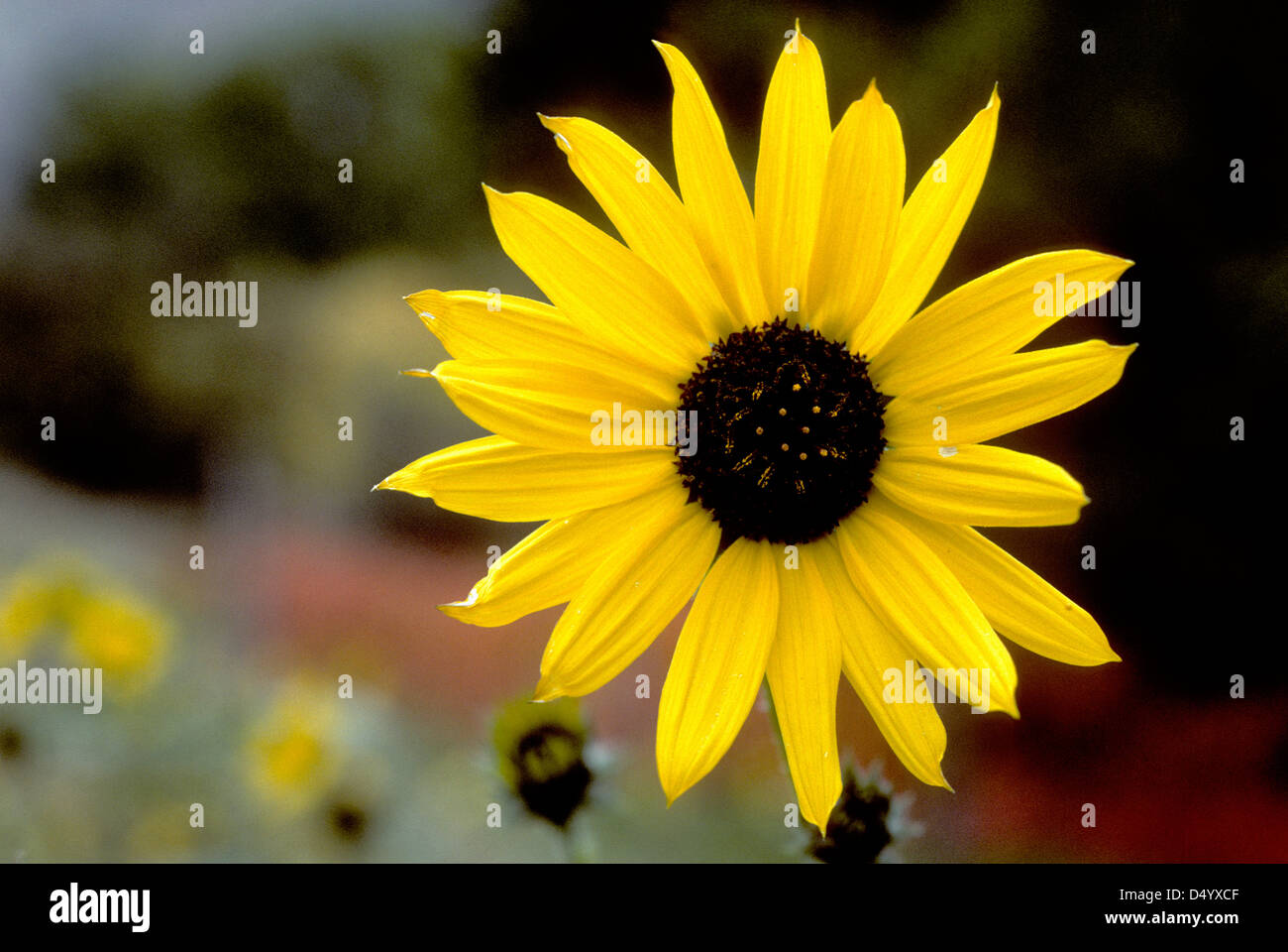 Common sunflower helianthus annuus hi-res stock photography and images ...