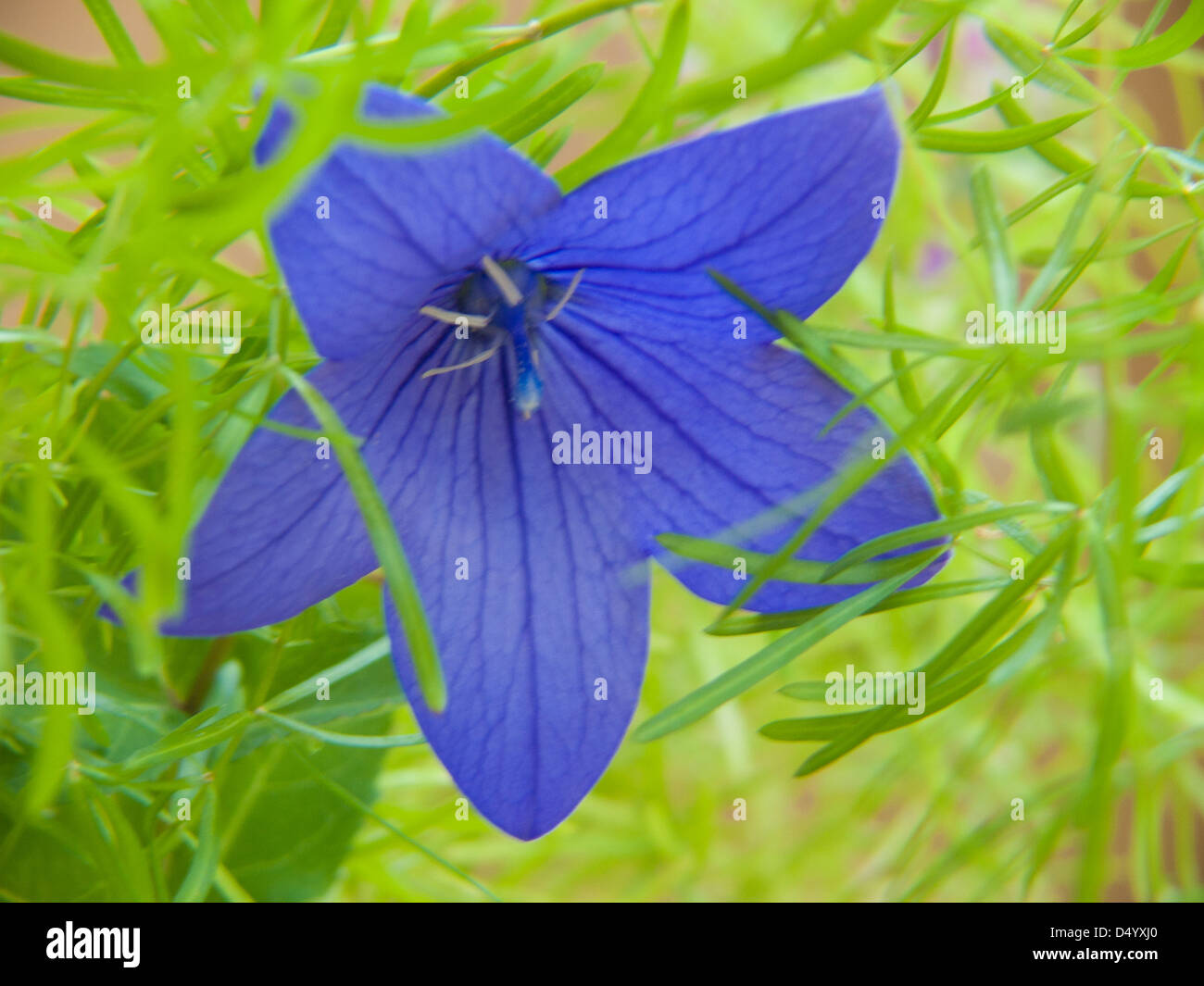 Platycodon grandiflorum hi-res stock photography and images - Alamy
