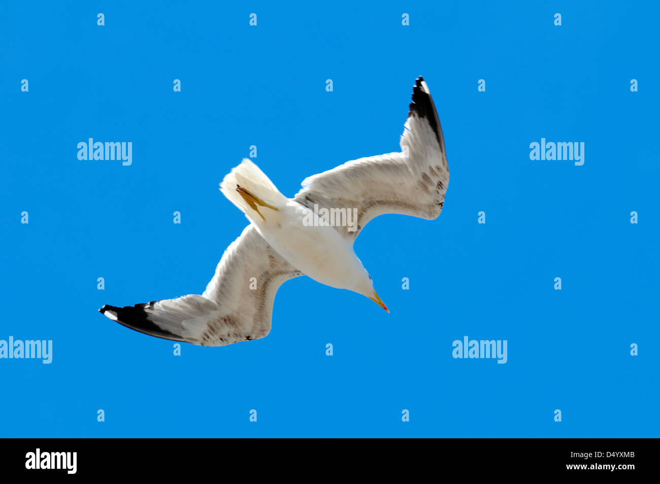 Beautiful seagull with open wing flying high hi-res stock photography ...