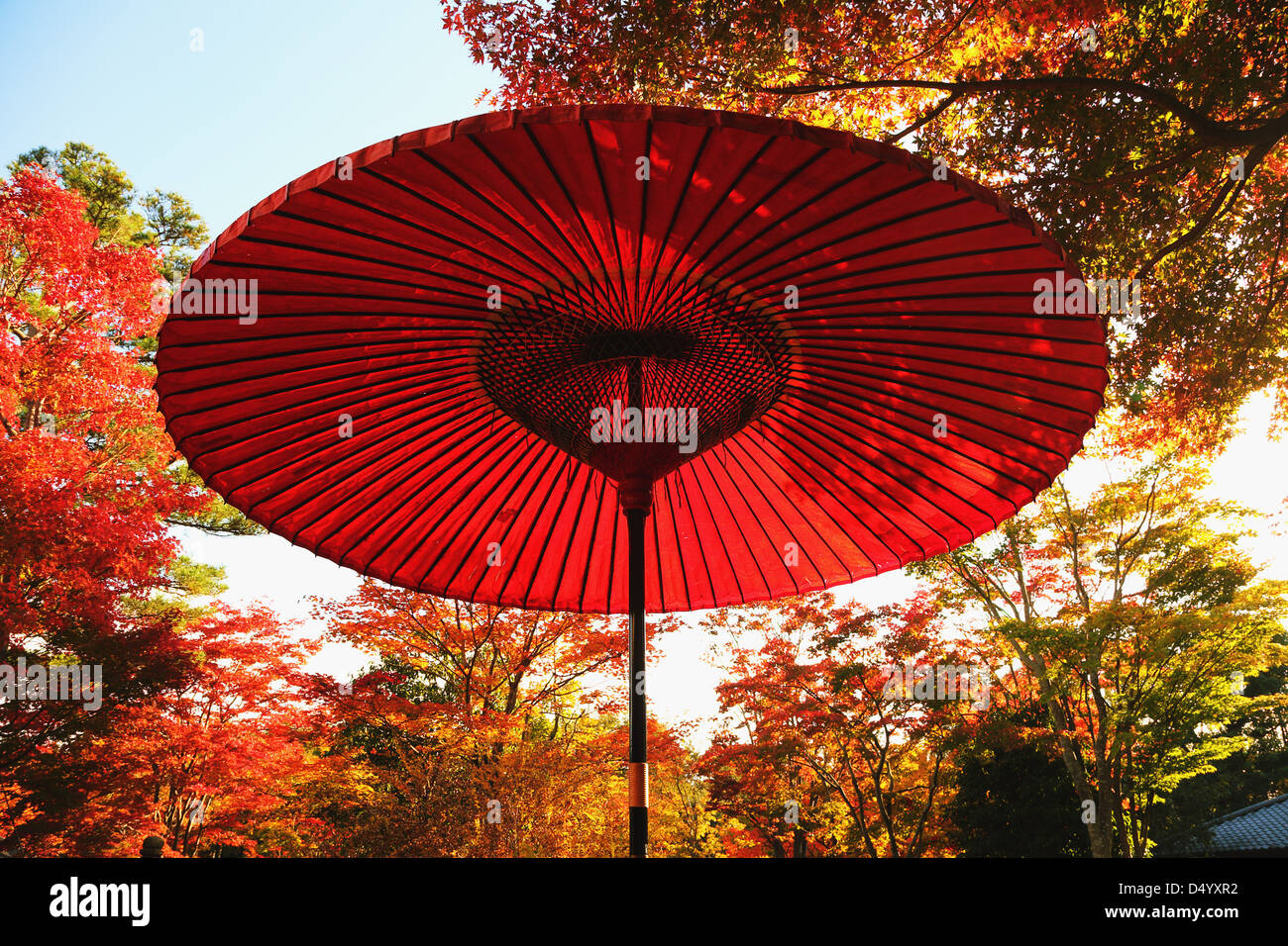 Red paper parasol at Showa Kinen Park, Tokyo Stock Photo - Alamy