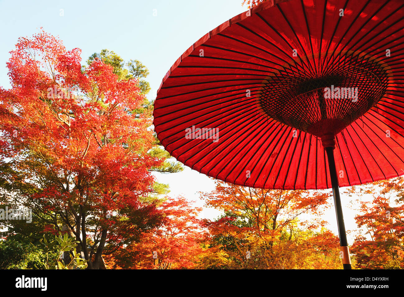 Red paper parasol at Showa Kinen Park, Tokyo Stock Photo - Alamy