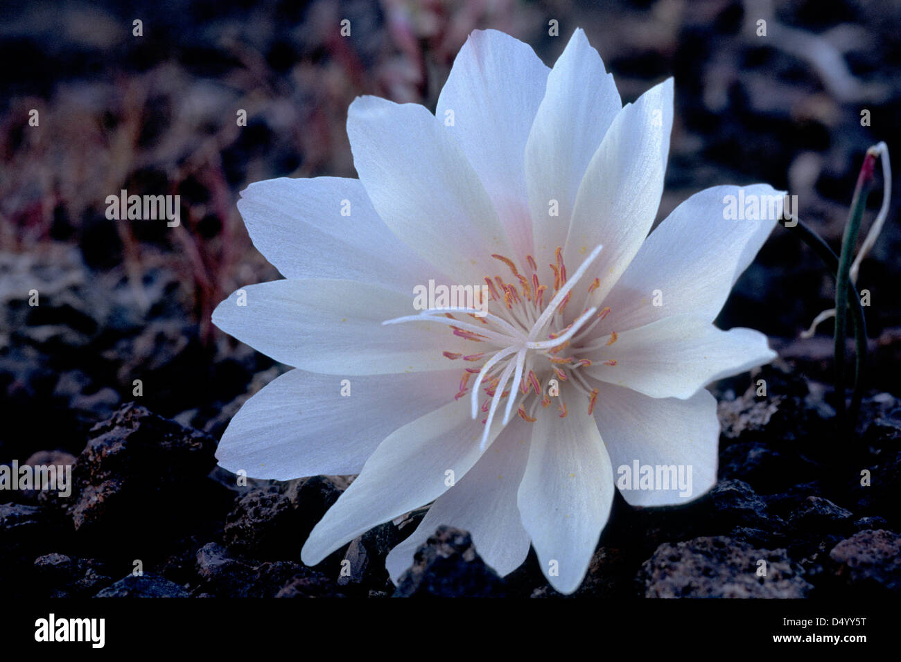 Bitterroot wildflower, Owyhee County Idaho Stock Photo - Alamy