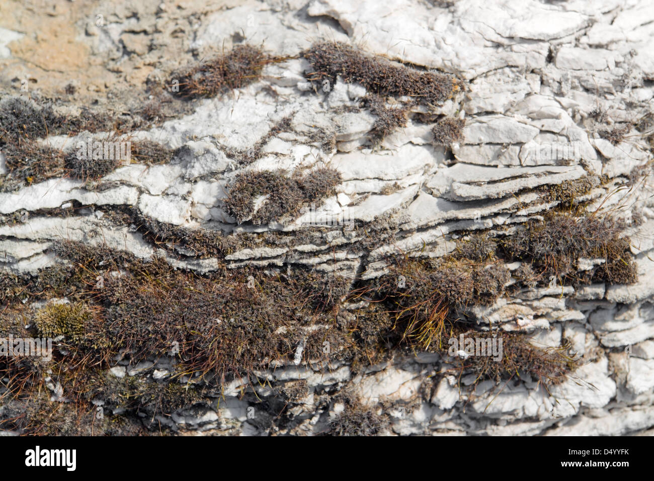 natural background with dry moss in clefty stone ambiance Stock Photo ...