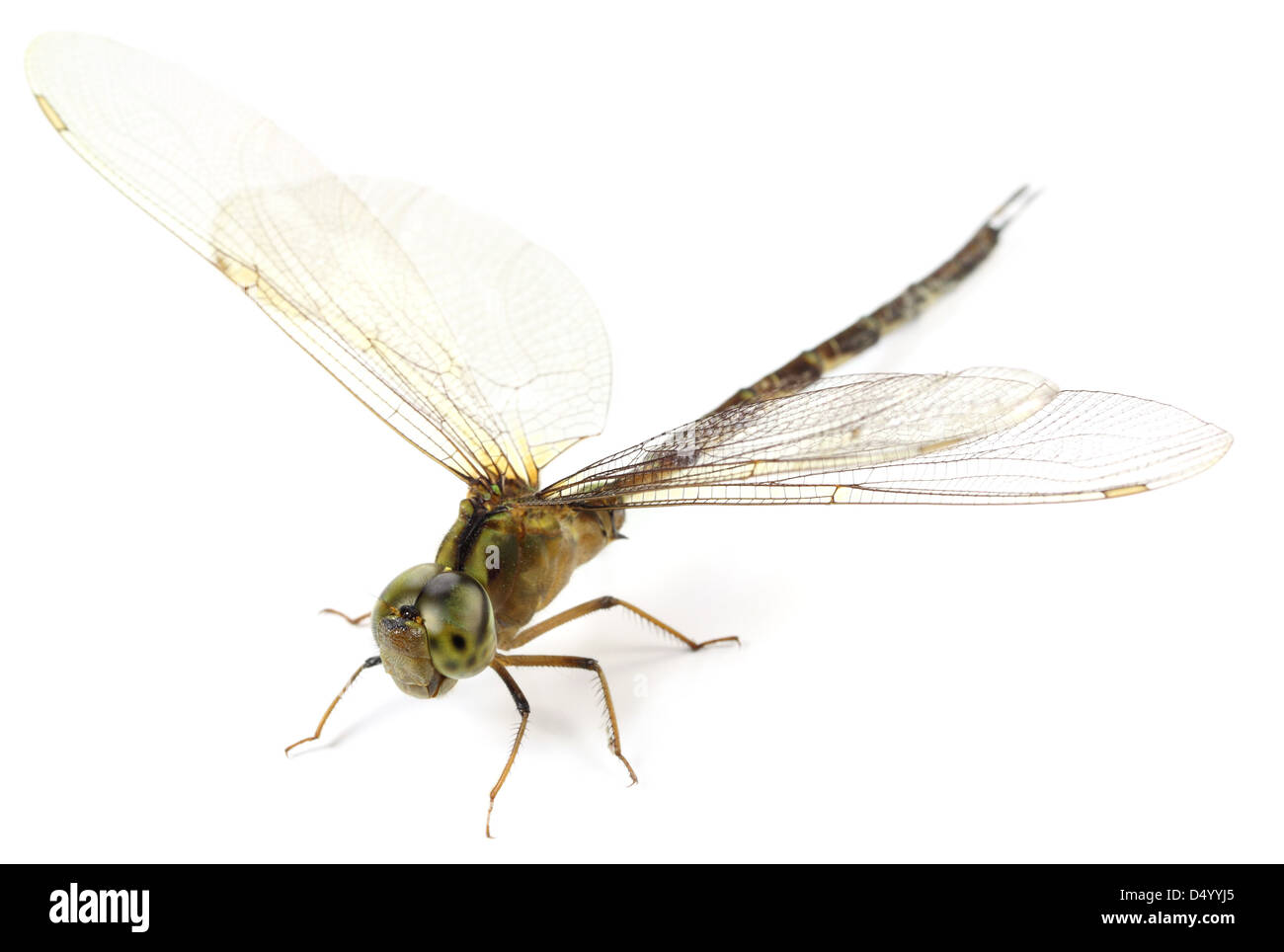 Real life dragon hi-res stock photography and images - Alamy