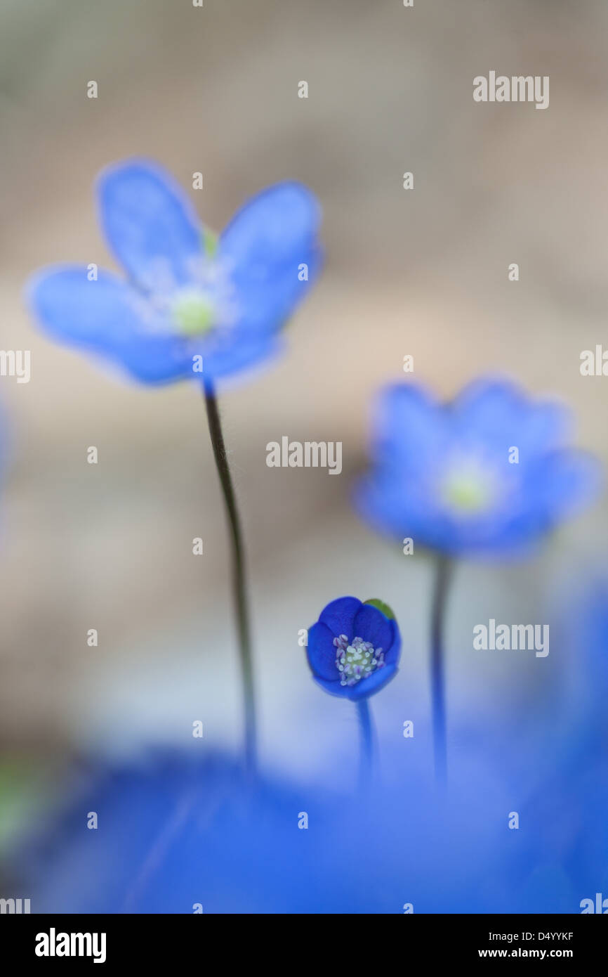Blue Common Hepatica (Anemone hepatica) in close up, Åtvidaberg ...