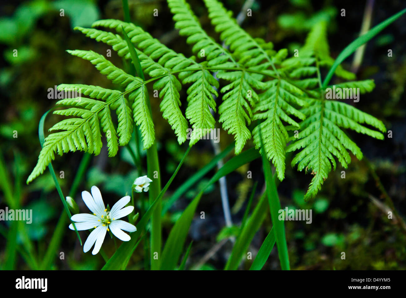 Wild Flower and Fern in English Hedgerow Stock Photo - Alamy