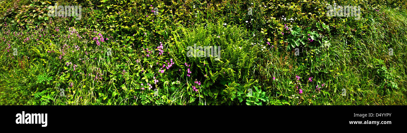 Panorama of Dense Devon Hedgerow Stock Photo - Alamy