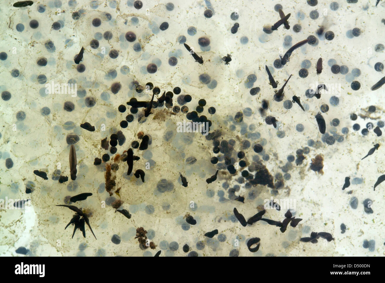frog spawn and tadpoles closeup Stock Photo - Alamy