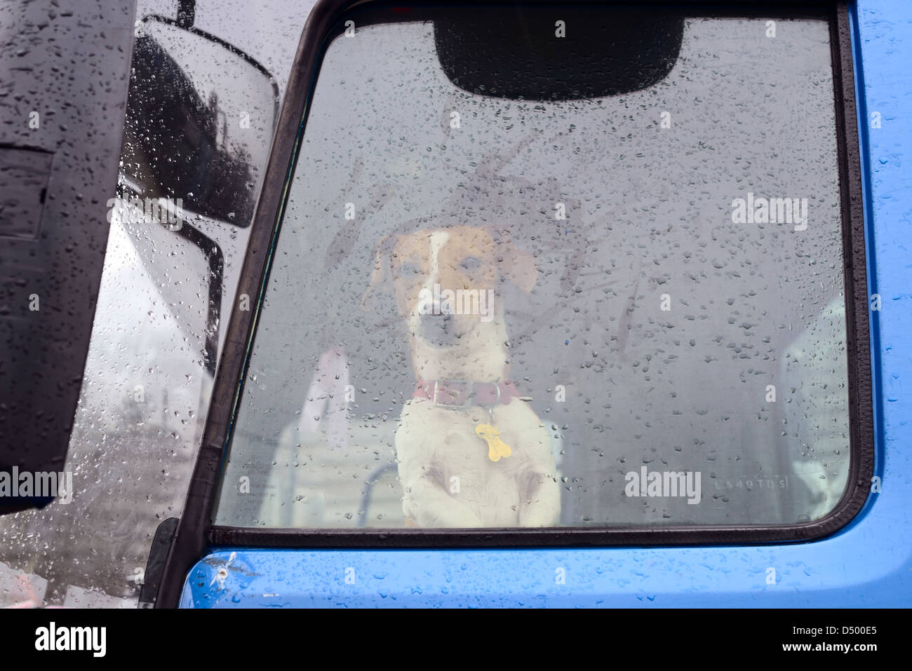 Jack Russell terrier in the cab of a lorry, Wales Stock Photo - Alamy