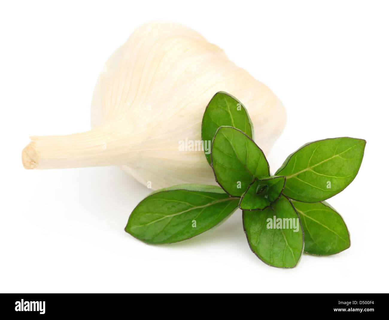Mint leaves with Garlic over white background Stock Photo - Alamy