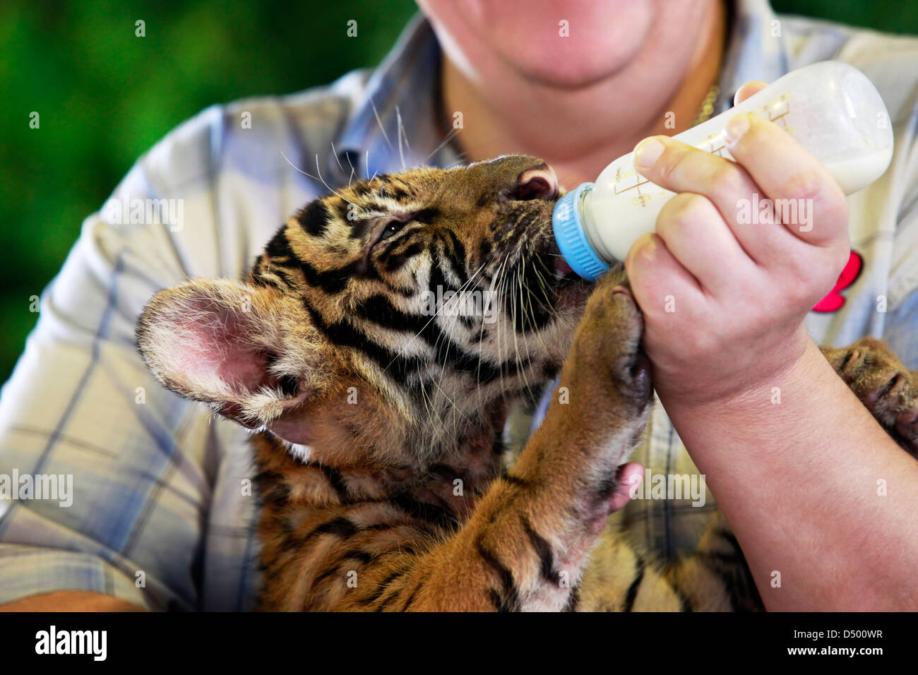 Feeding a tiger out of the bottle Stock Photo - Alamy