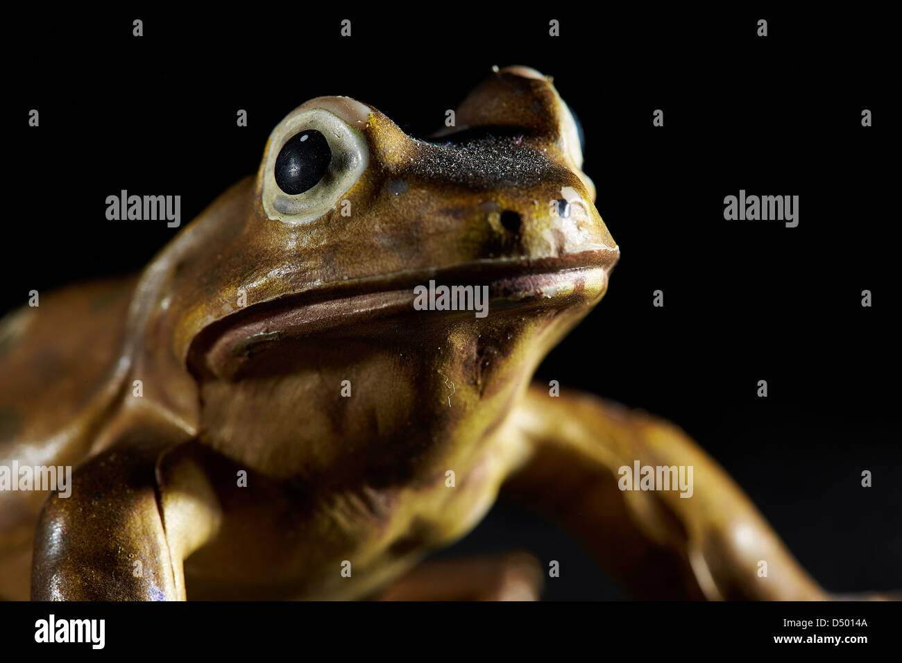 Fake frog toy hi-res stock photography and images - Alamy