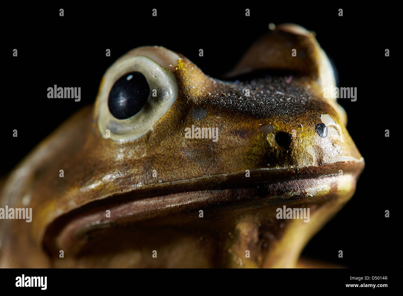 Fake frog toy hi-res stock photography and images - Alamy