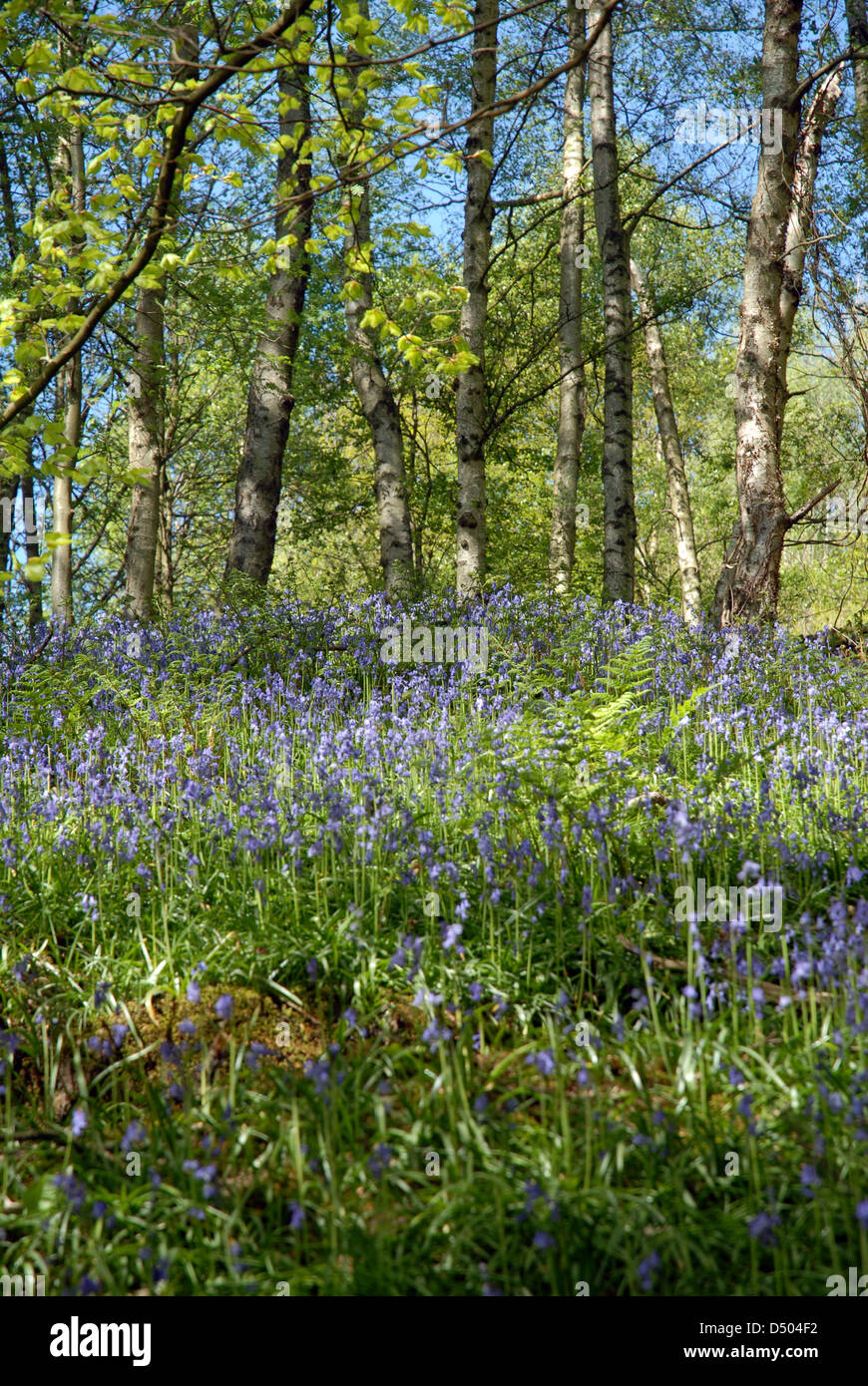Strid Wood, Bolton Abbey, Yorkshire, England, UK Stock Photo - Alamy