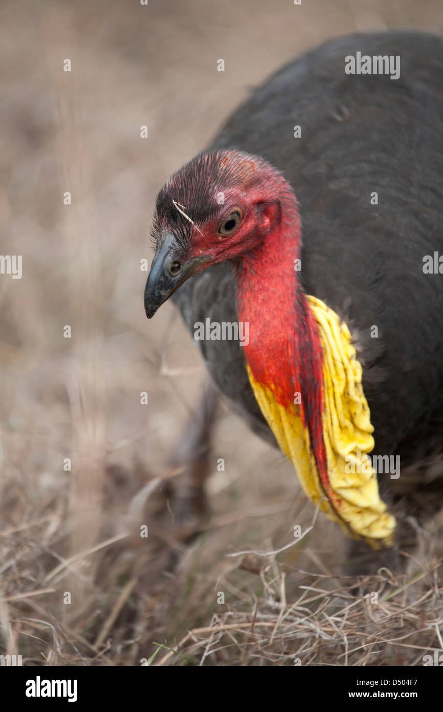 Male Australian Brush Turkey Alectura lathami Megapodiidae Scrub Turkey ...