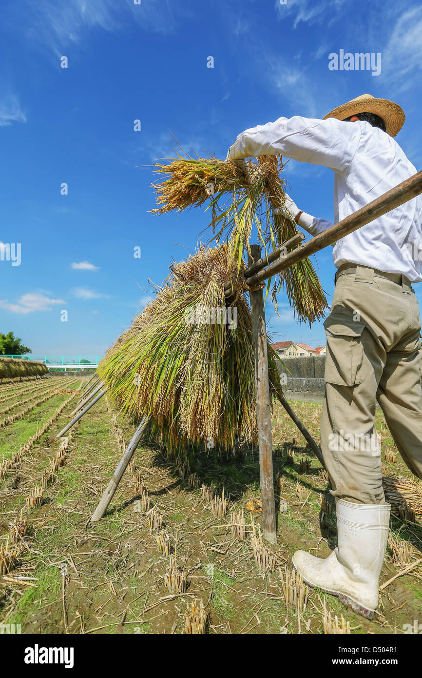 Farmer drying rice ears Stock Photo - Alamy