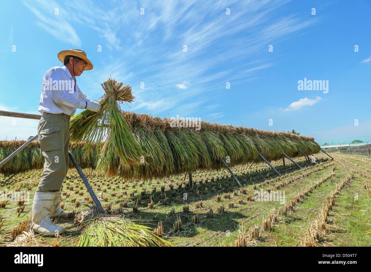 Farmer drying rice ears Stock Photo - Alamy