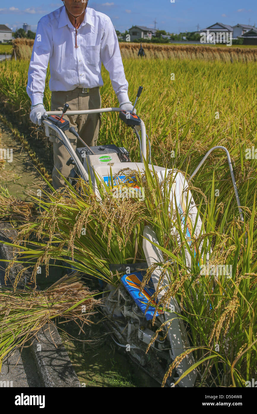Harvesting rice hi-res stock photography and images - Alamy