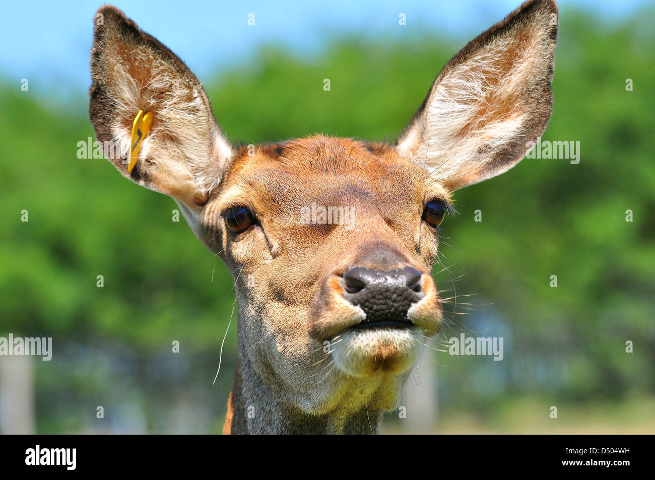 Deer in a wildlife park close up Stock Photo - Alamy