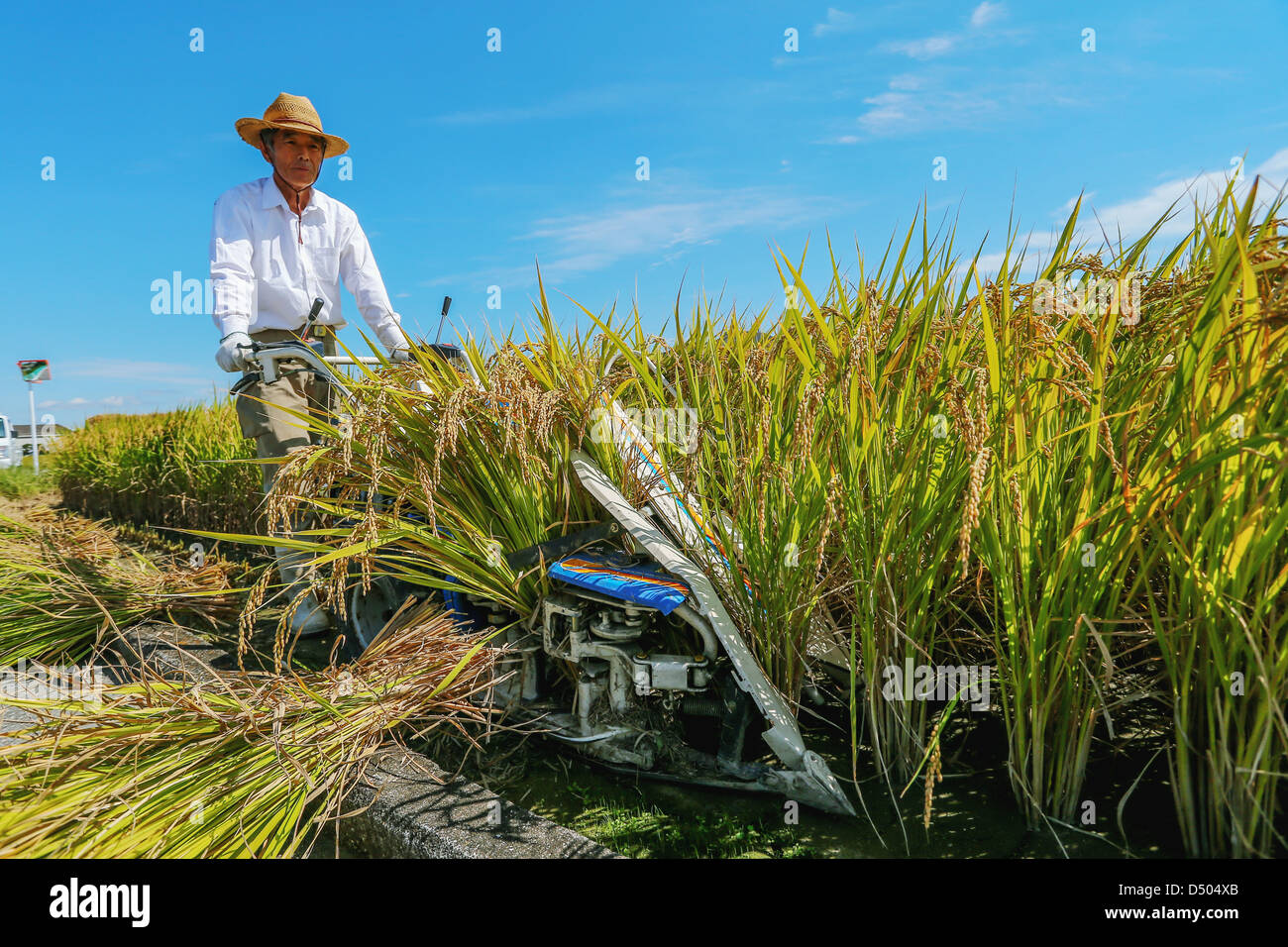 Harvesting Rice High Resolution Stock Photography and Images - Alamy