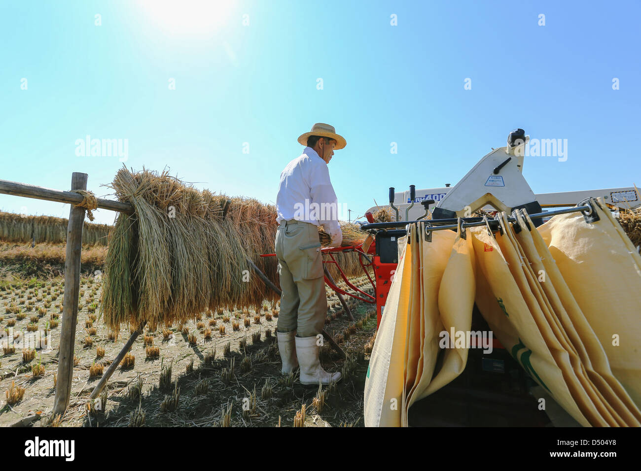 Harvesting rice hi-res stock photography and images - Alamy