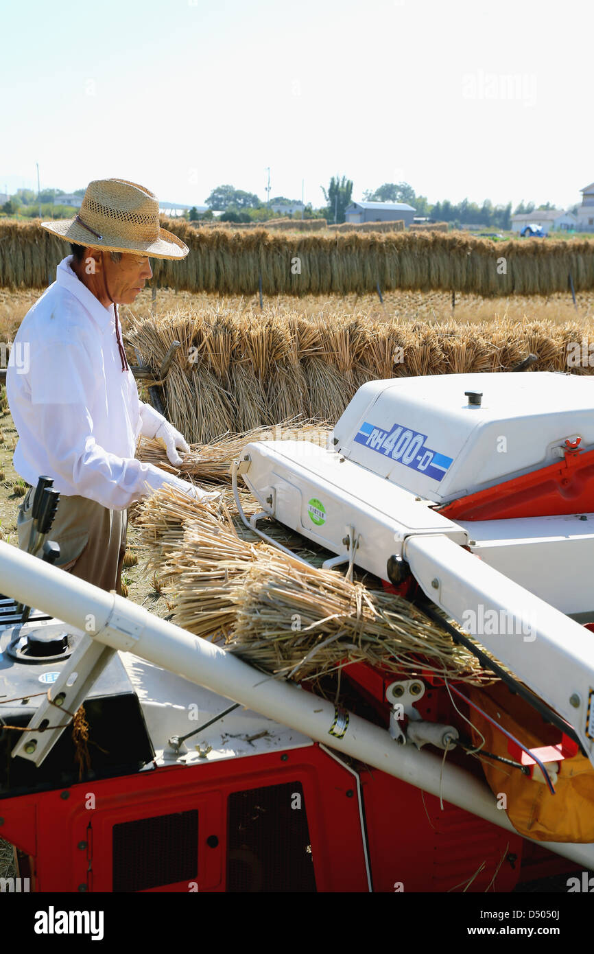 Farmer harvesting rice Stock Photo - Alamy
