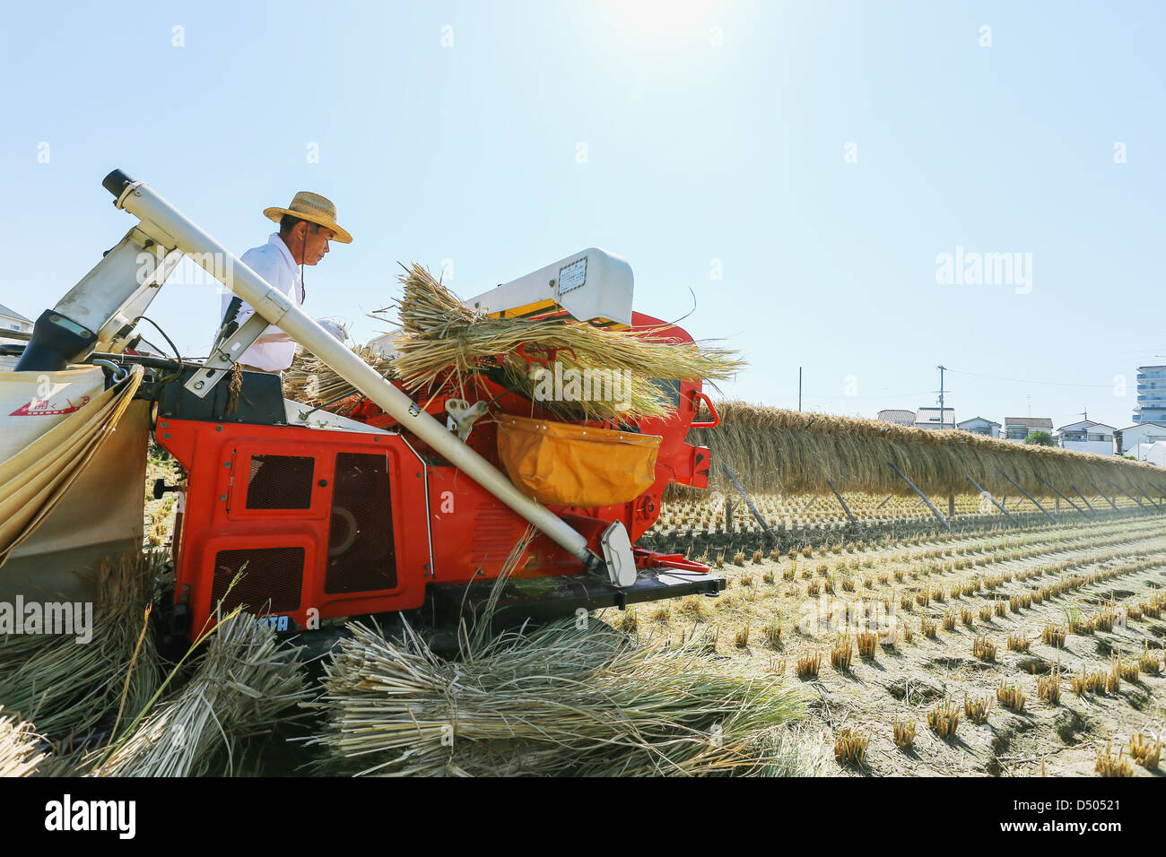Harvesting rice hi-res stock photography and images - Alamy